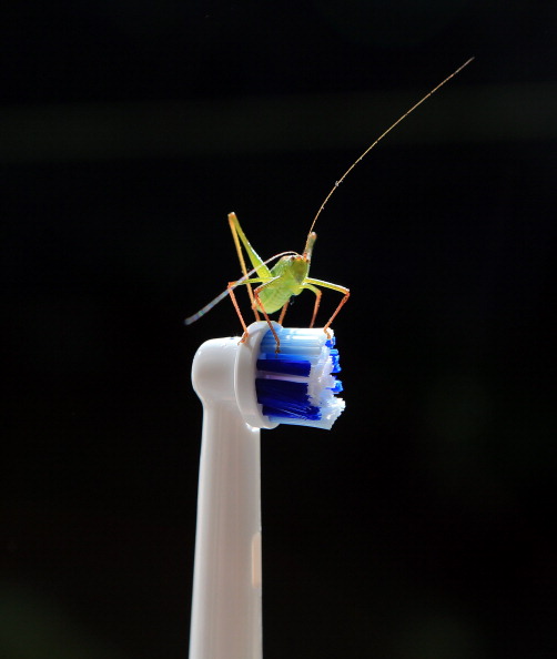 This May Be the Worst Thing about Your Toothbrush | Youth Health Magzine