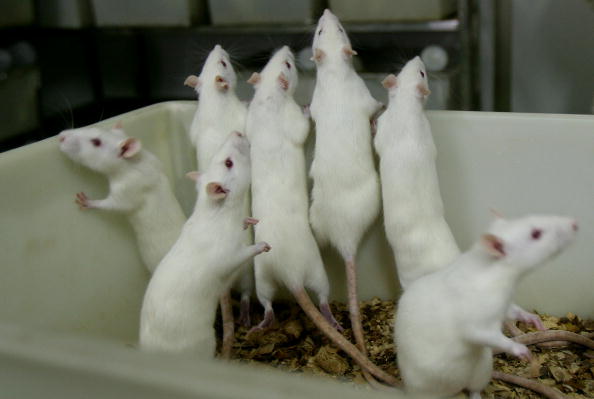Researchers Have Engineered Rats That Can See Infrared Light Through ...